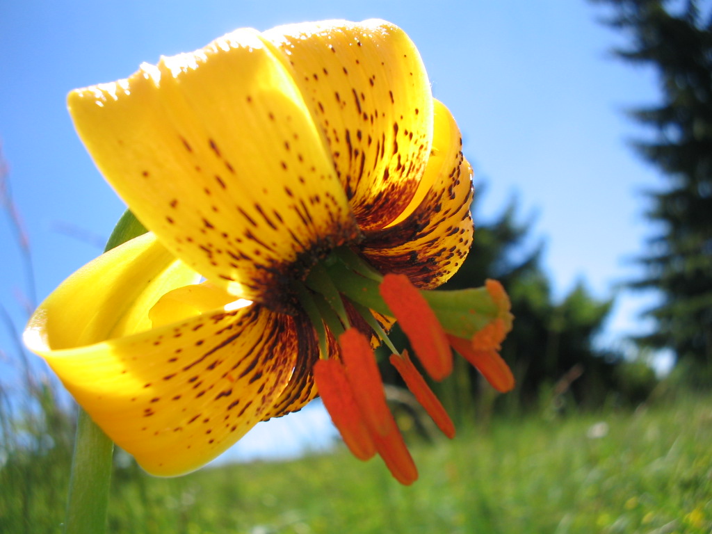 สวนอภิญญา: ดอกไม้ประจำชาติภูมิภาคยุโรป (National flower in Europe)